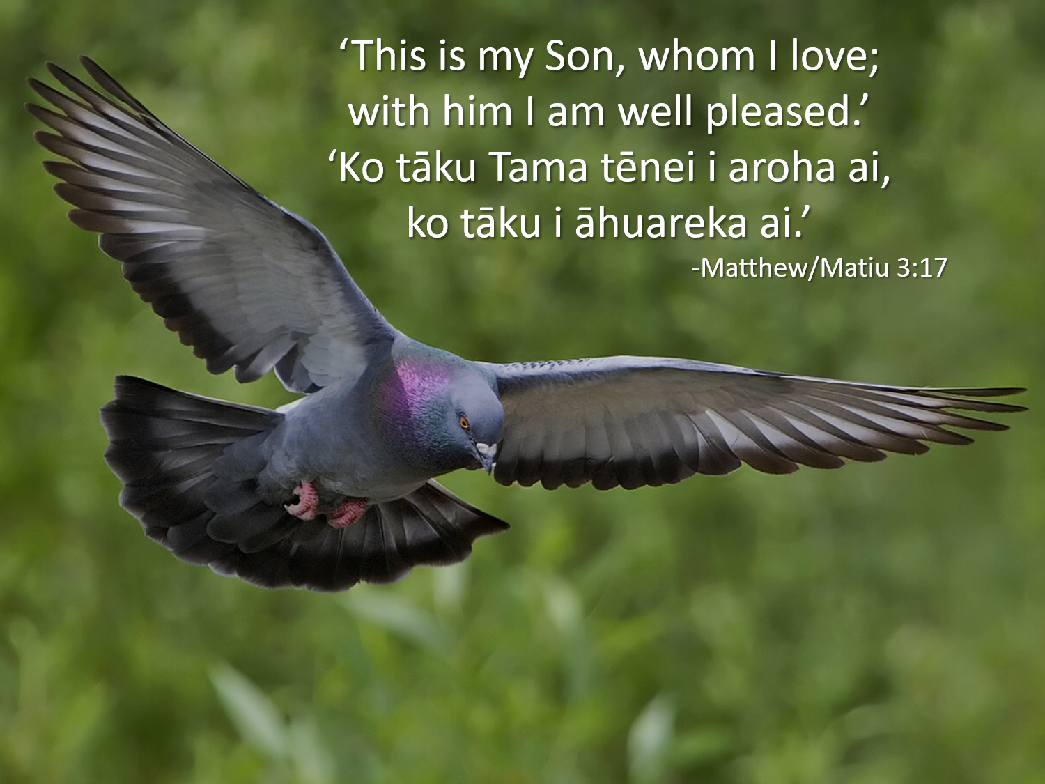 HOW IN THE WORLD!!: The Holy Spirit decended like a dove... and ...