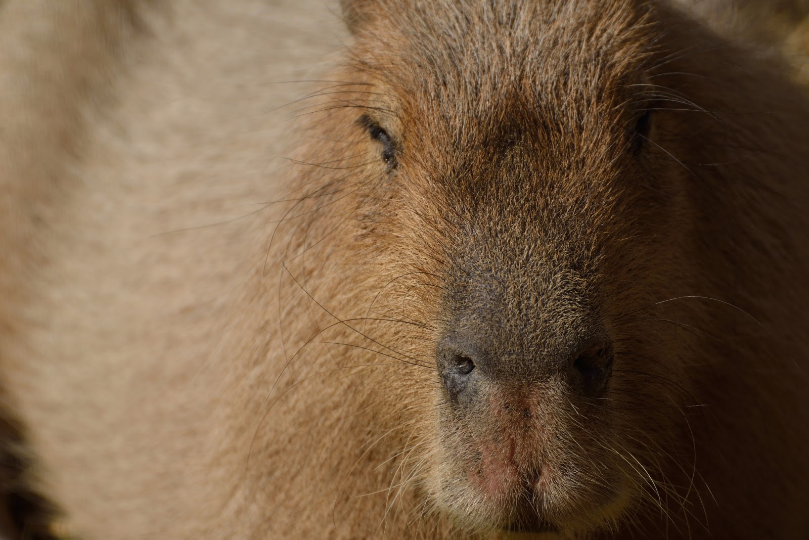 Bank of PhotoGraphics: Ueno Zoo XI: Capybara 3