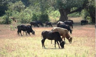 The NEWS Portals: NOW MALNAD GIDDA, A UNIQUE CATTLE, IS A RECOGNISED BREED