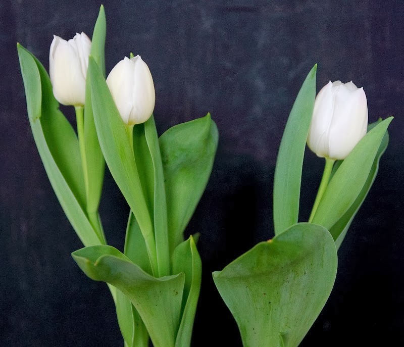 £1.99 Tulips - 'White Marvel'