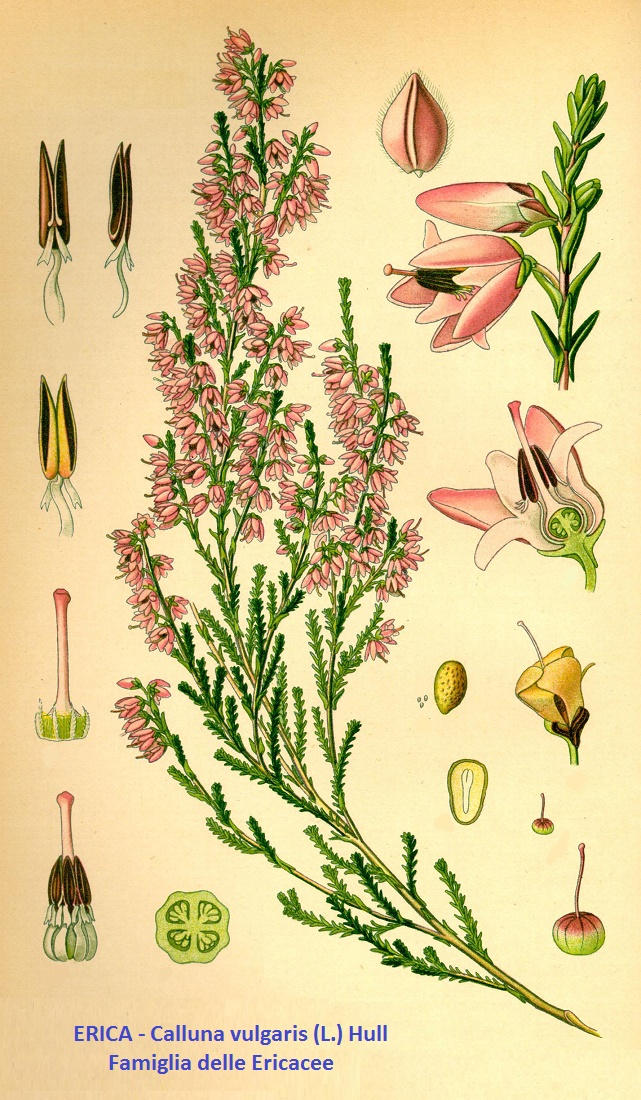 ERICA - Pianta medicinale - Blog di pociopocio