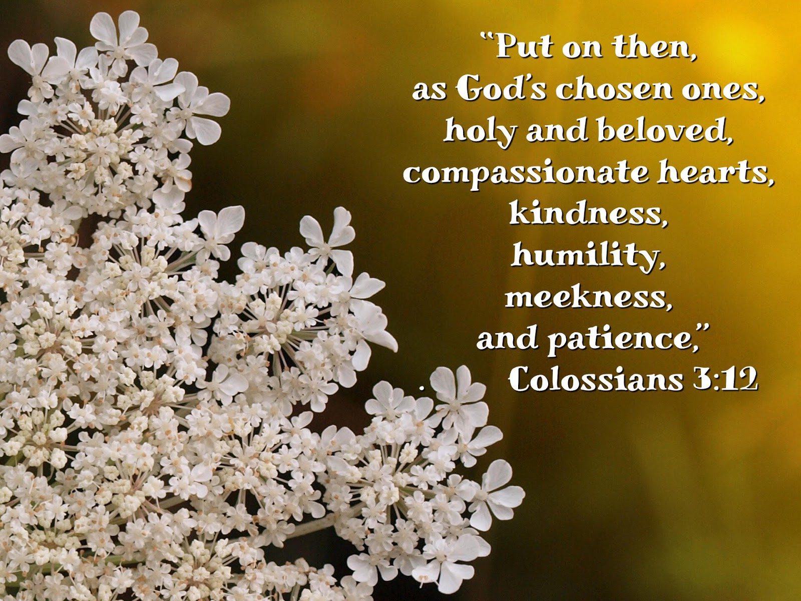 Kindness & Self Control (Proverbs 25-26) - Women in the Word