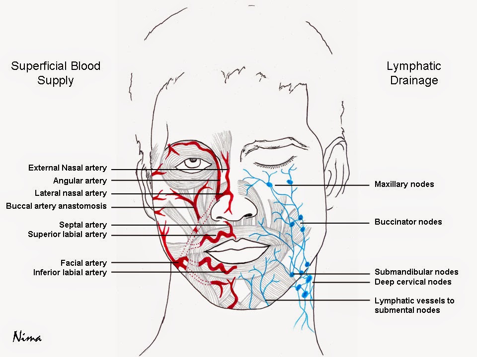 Raghav's Blog: BLOOD SUPPLY TO NOSE