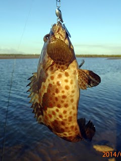 SECRET BARRAMUNDI by Hiro Nakamura: Many Pikey Breams in Darwin in July