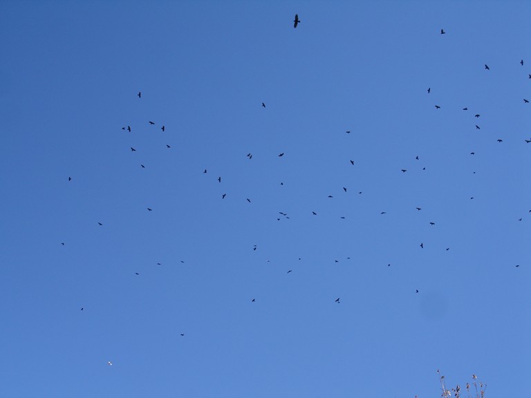 Blue Starr Gallery: A Crow Gathering