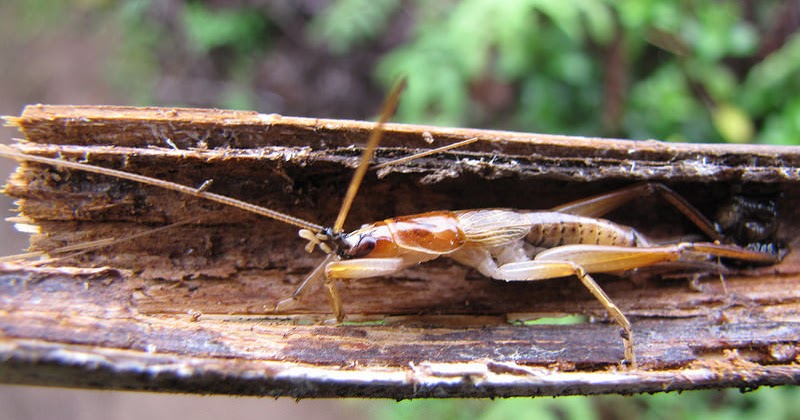 Variety of Life: Oecanthinae