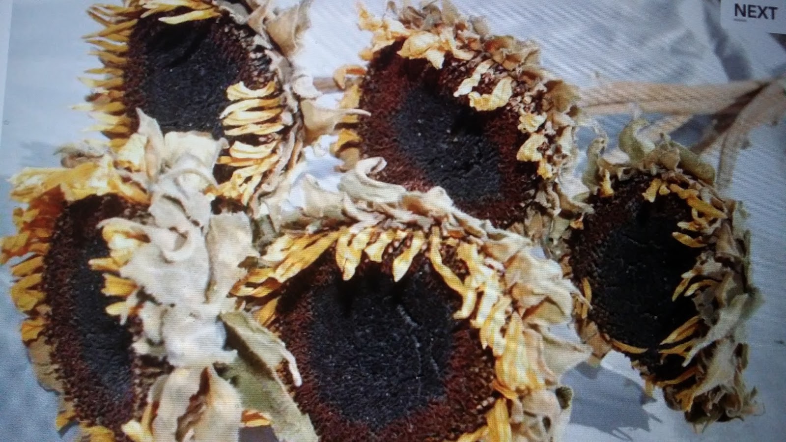 Exquisite dried floral poppyheads, pods & bunches: Dried poppy heads ...