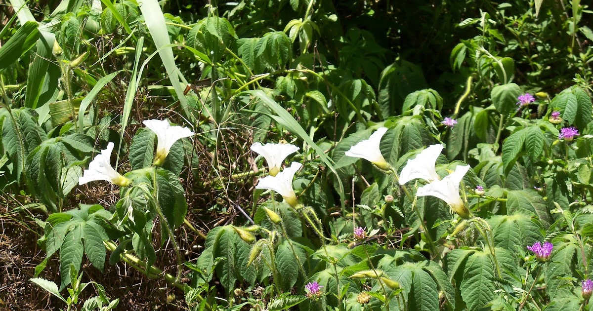 Ficha N°5 - merremia aegyptia (l.) urban