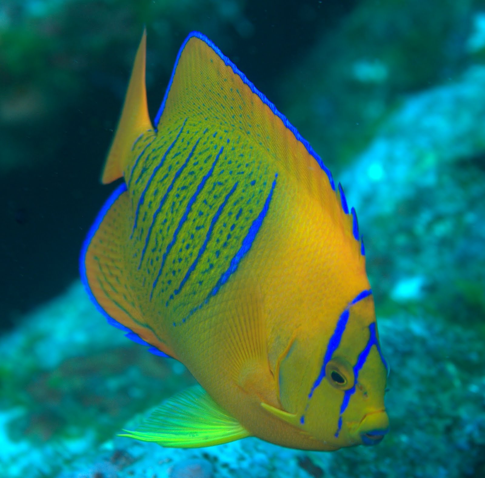 The Best of Underpressure Photography: Clarion Angelfish (juvenile ...