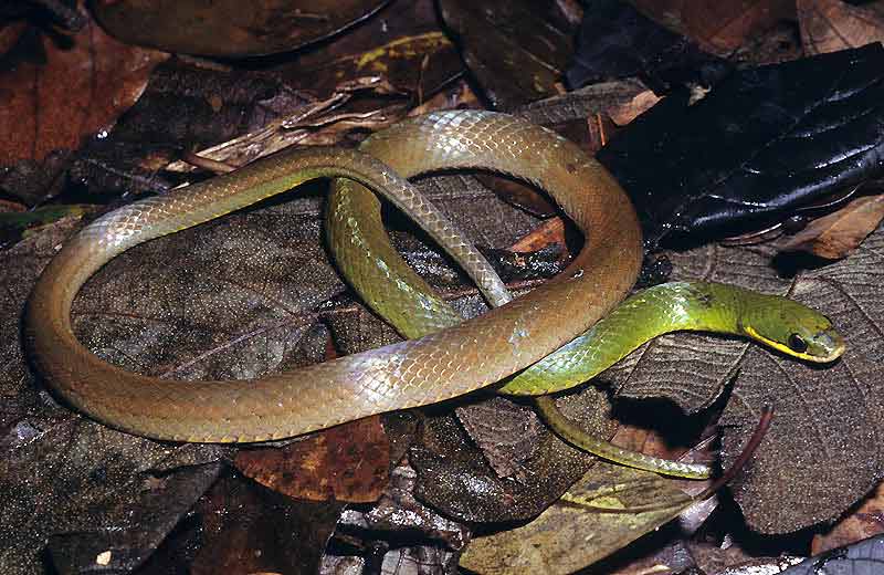 Serpentes Brasileiras - Espécies: Liophis reginae (Linnaeus, 1758)