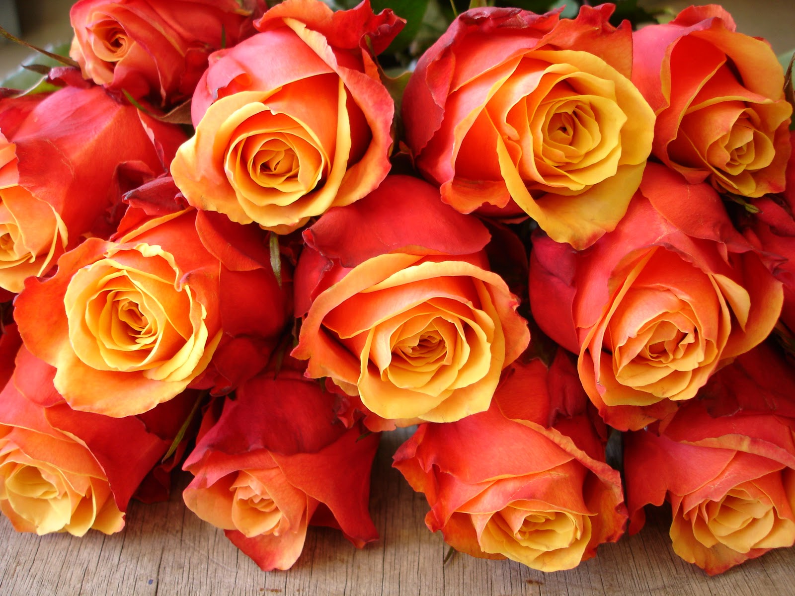 Favorite Roses from around the World | Page 2 | Gardening Forums