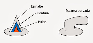 el moderno prometeo: Vertebrados: Peces.