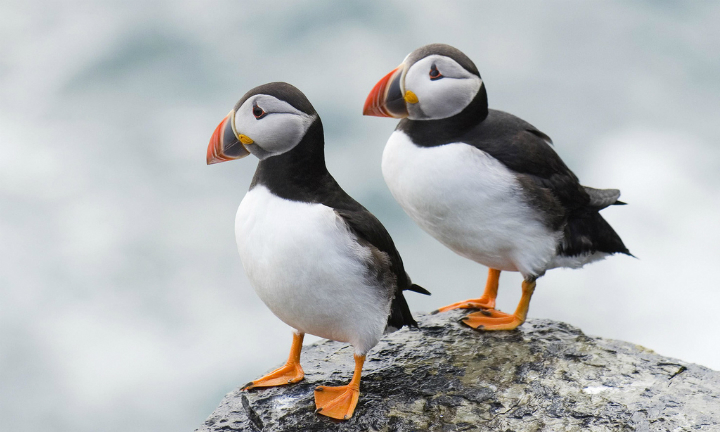 ¿Dónde puedes ver a los "puffins"?