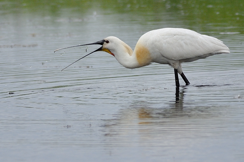 Outdoor Photography: Lepelaar in de Vockestaert