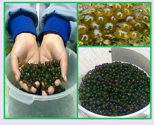 COMUNIDADES CAMPESINAS DE APURIMAC: octubre 2016