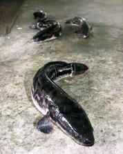 rainbowdiary: Recipe - Stir Fry Toman Fish Fillet With Salted Soya Bean ...