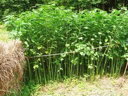 Anim Agro Technology: RAMI