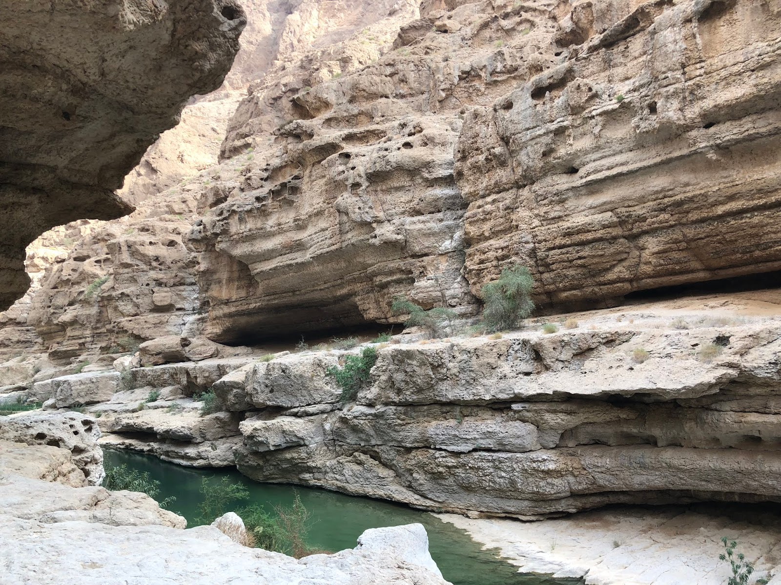 Adela Tarpan: Wadi Wadi Wadi