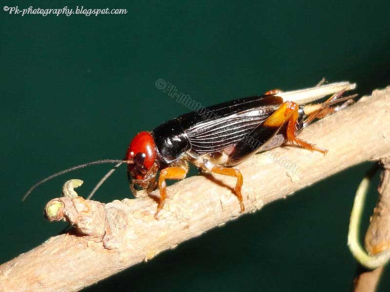 Red-headed Cricket | Nature, Cultural, and Travel Photography Blog