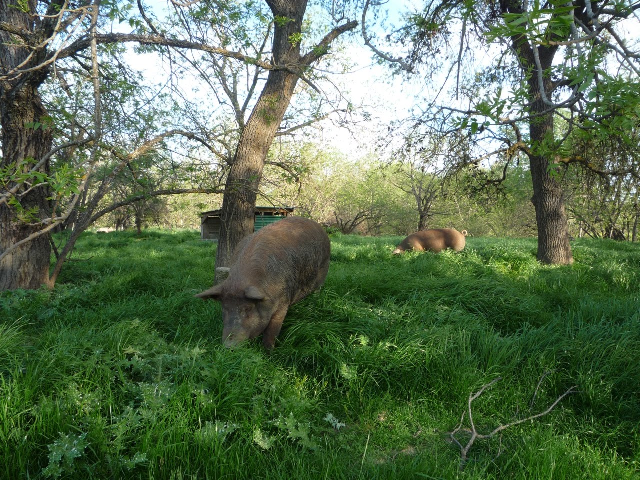 Riverdog Farm Hog Blog: Sows in Spring Pasture