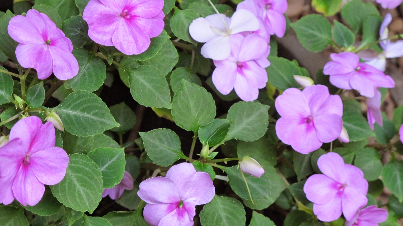 Diana Teran : La Foto de la Semana – Flores color violeta – La más ...
