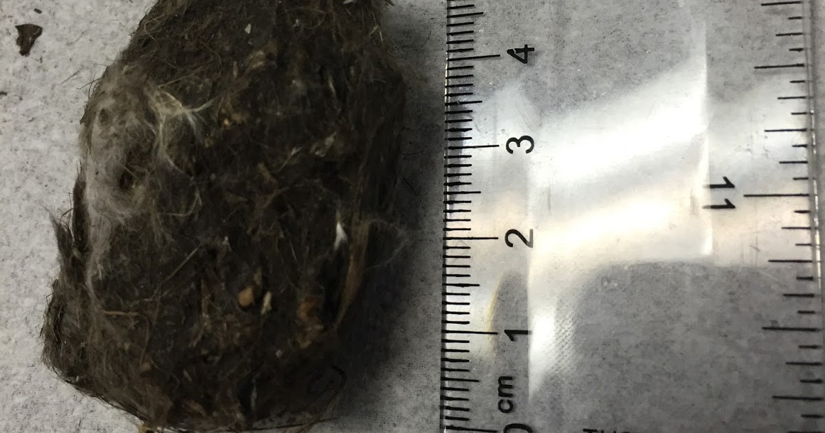 Neeka Nikfar Anatomy Blog: Owl Pellet Lab