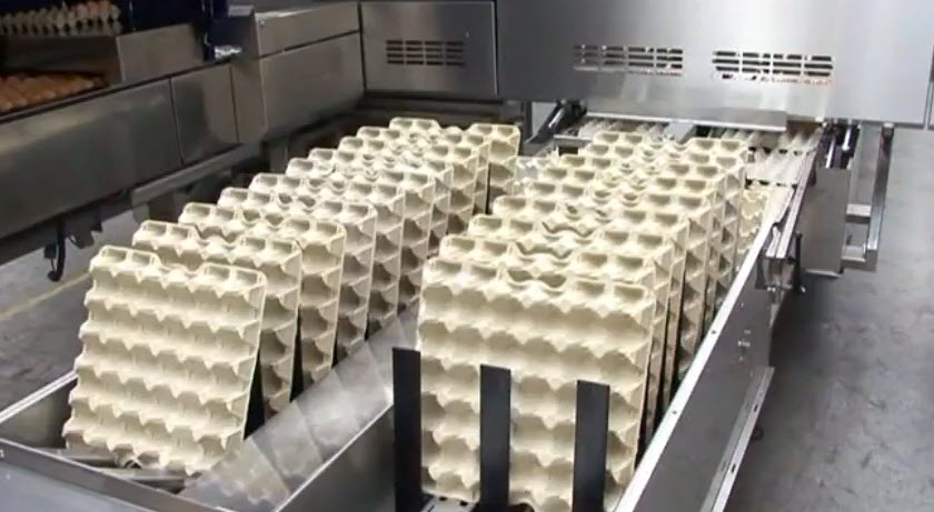 เครื่องคัดแยกไข่เพื่อบรรจุลงแผงของ Moba Prima 2000 egg grading machine ...