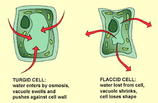 Knowledge Class: Plasmolysis