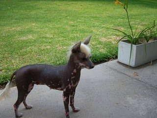 PERRO PERUANO TOMMY: RAZA EL PERRO PERUANO. PATRIMONIO DE LA NACION.