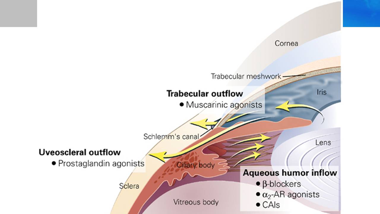 GLAUCOMA SPECIALIST BLOG: "THE GLOG"