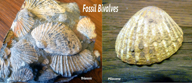 Cabine du Jardin deux: The Humble Bivalve (Cockle)