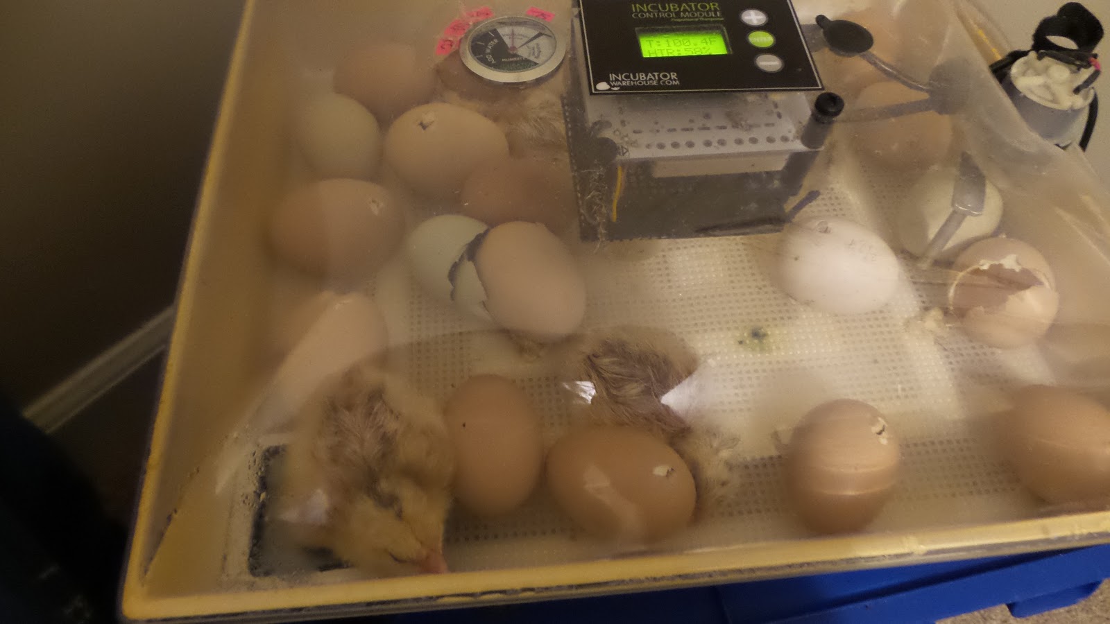 Freestyle Homemaking: Farm Fresh: Hatching eggs