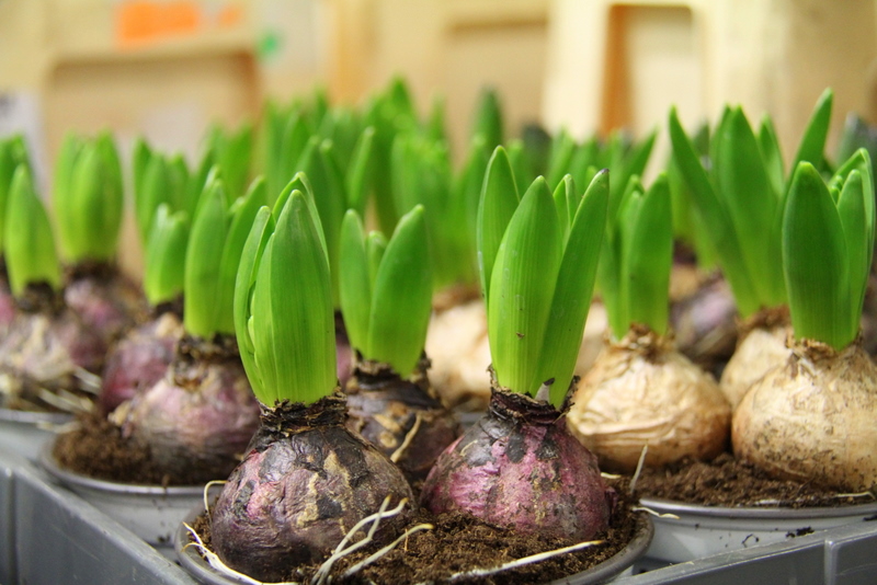 Visit to The Dutch Flower Auctions January 2012
