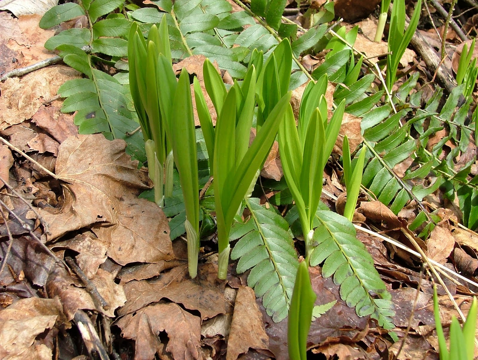 Fat Rooster Farm News