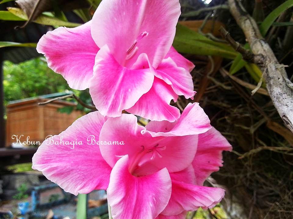 Kebun Bahagia Bersama: Gladdy in Haze