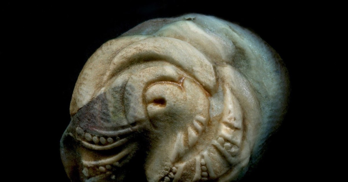 Hidden Missives: mermaid fossil