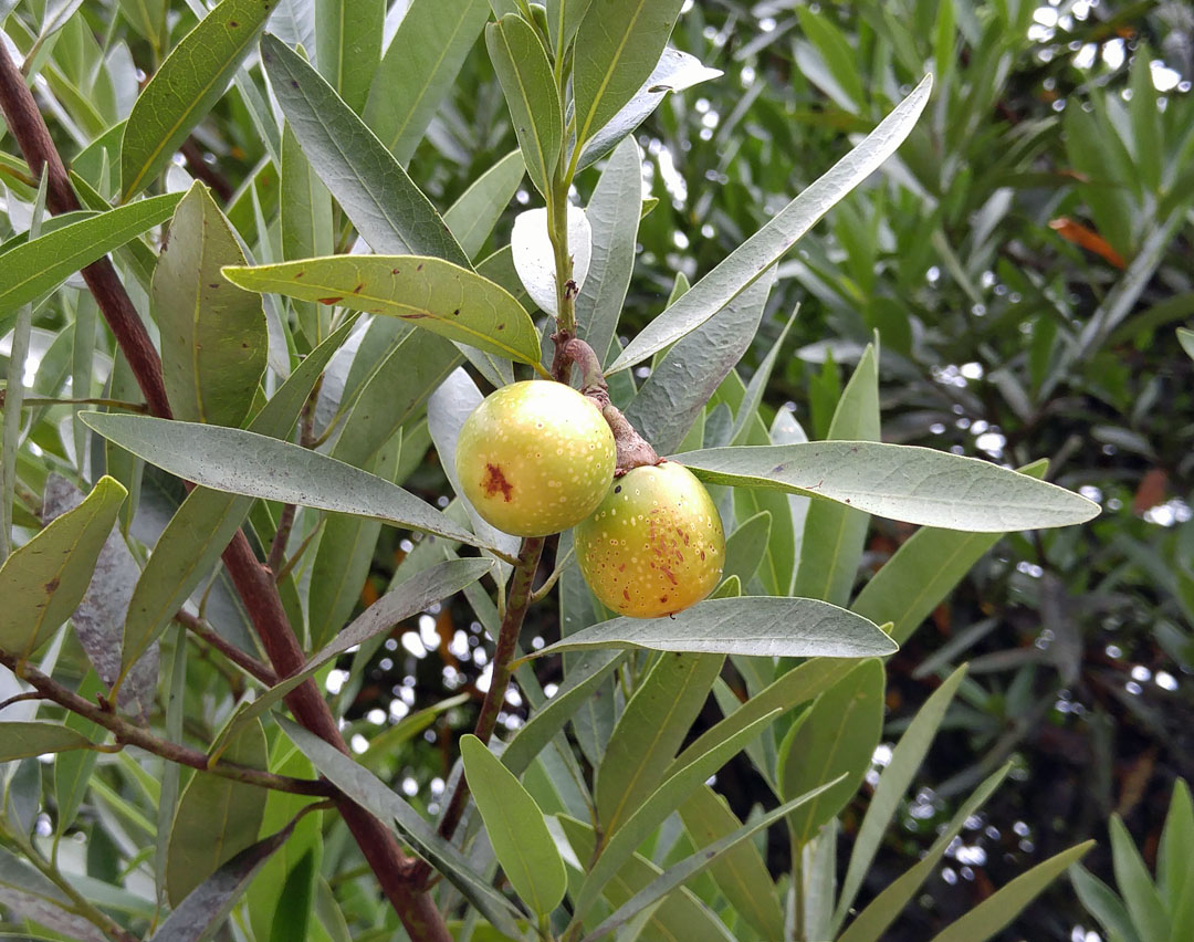 The Uncarved Block: Comparing Bay Leaves