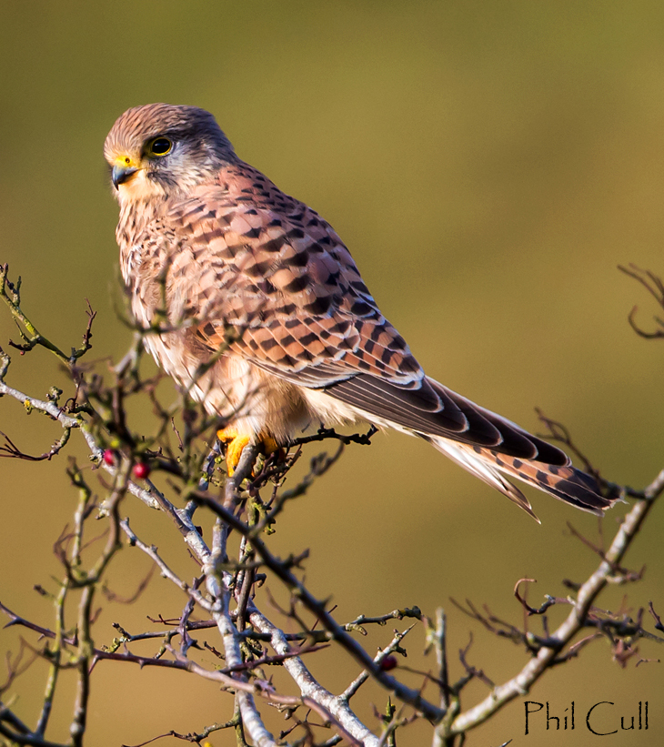 Phil Cull Wildlife Photography: 2017