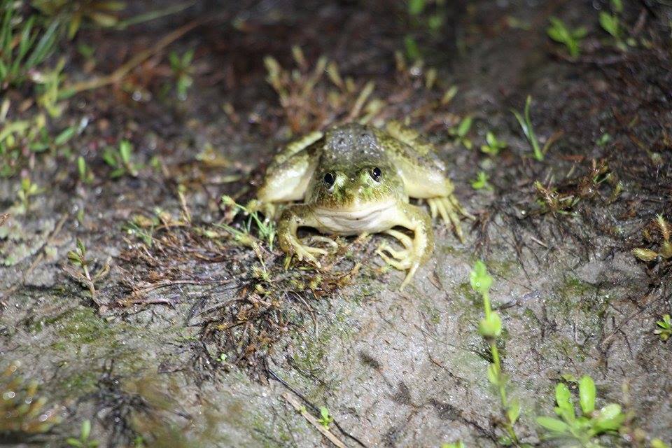 Frogs of Bangladesh: Skipper Frog