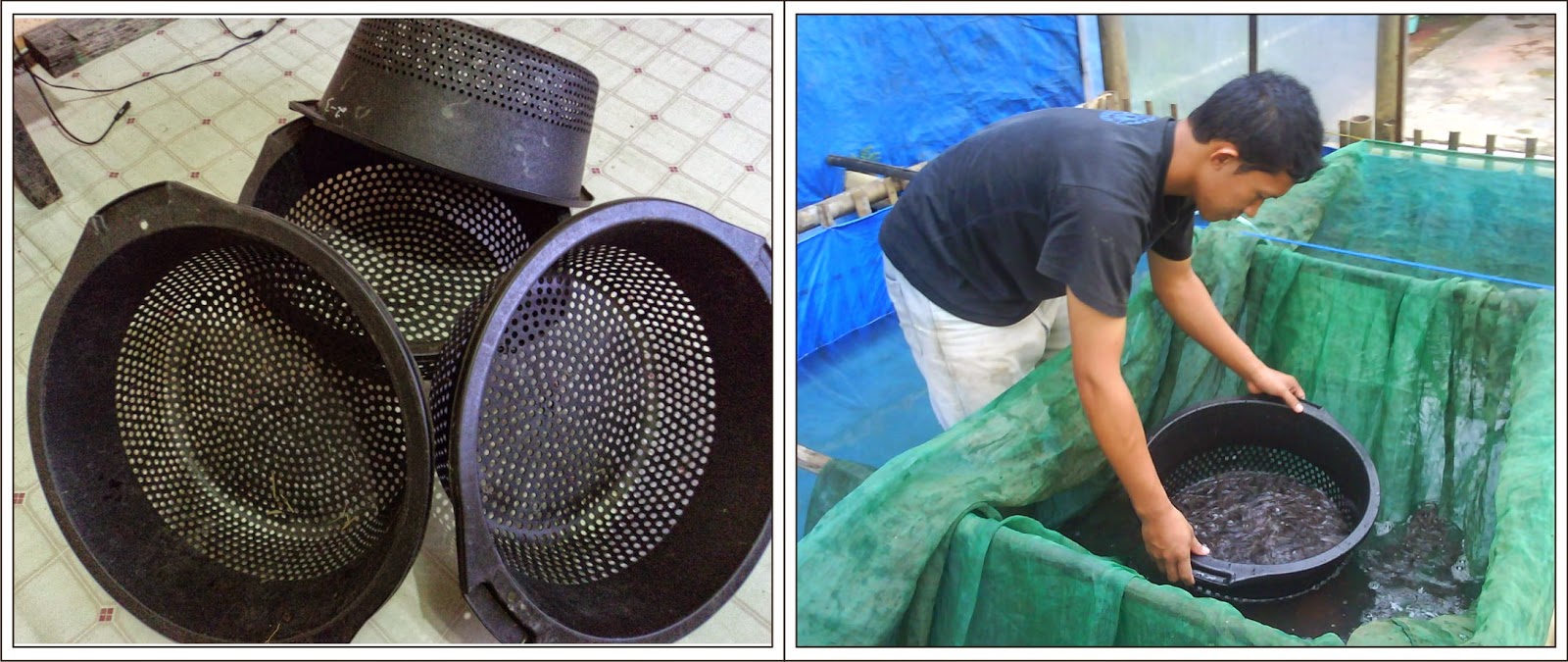 PERIKANAN NUSANTARA: Cara Pengangkutan Ikan Hidup