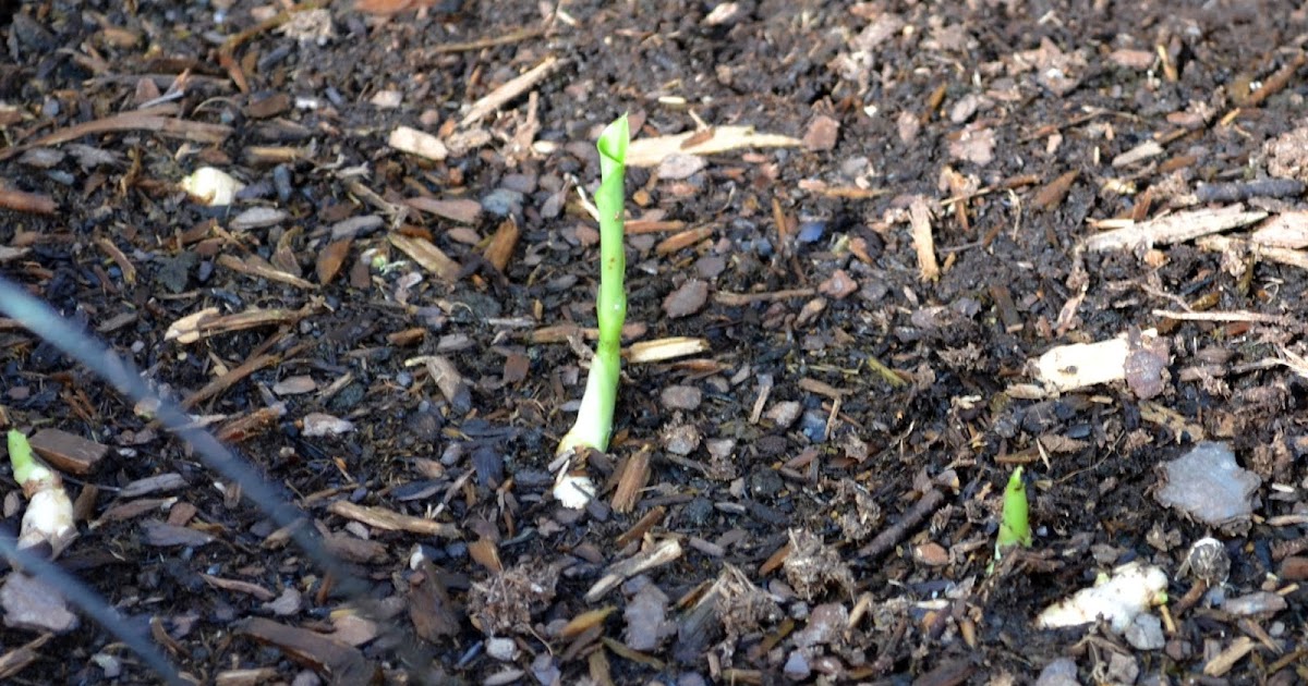 Veena Chimes: Growing Turmeric