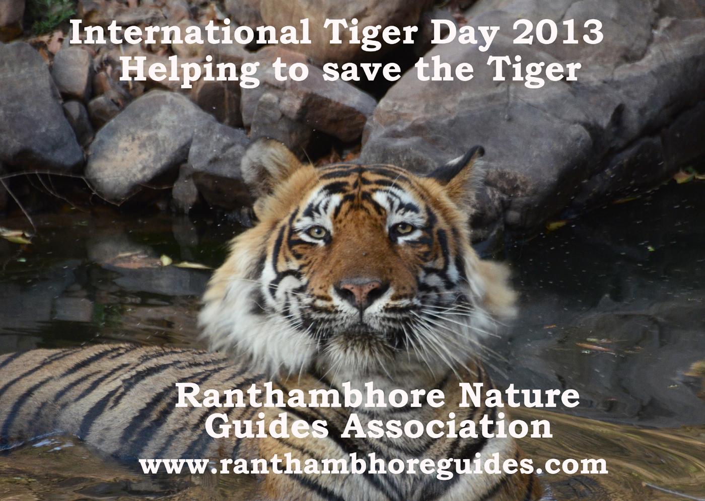 Wild life Magazine : World Tiger Day 2013