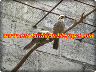 ANF BIRD FARM - PENANGKARAN BURUNG BERKICAU + MENJUAL BERBAGAI JENIS ...