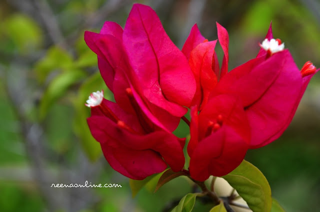 Reena's Online: Fotografi Bunga / Flower Photography #1