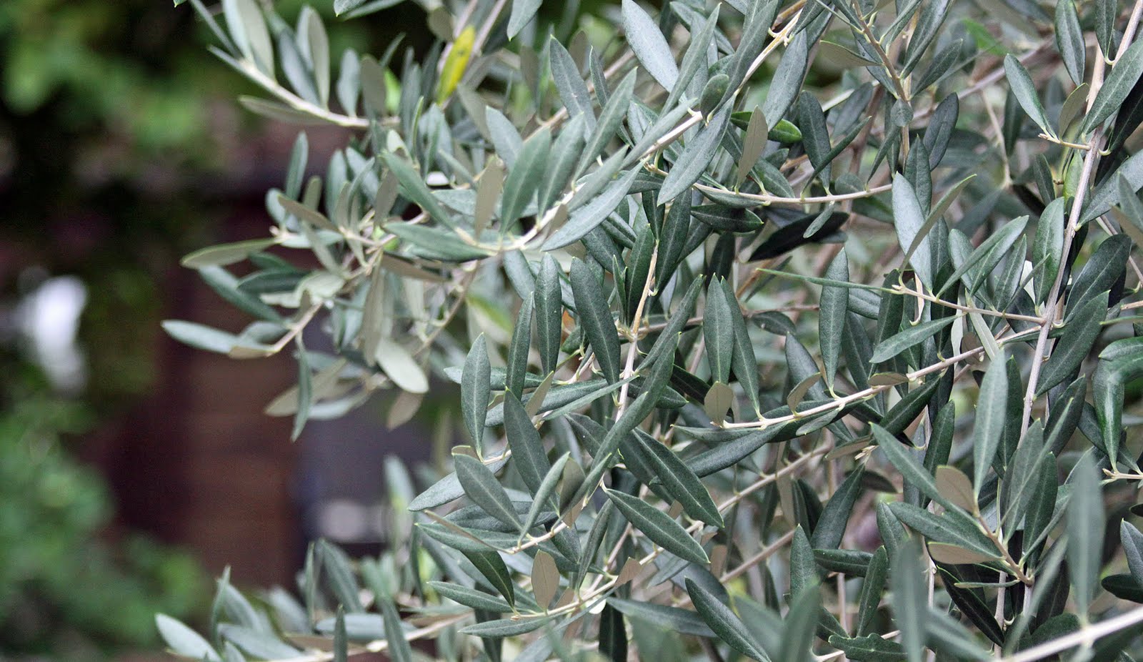 Southern Lagniappe: The Olive Tree