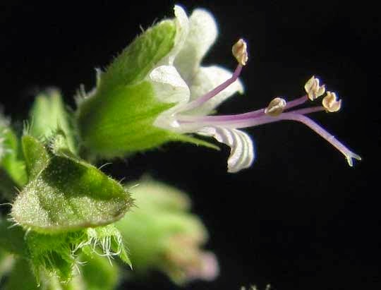 Perennial and Annual Pollen of Plants: Snapdragon, Basil, and Tiger Lily