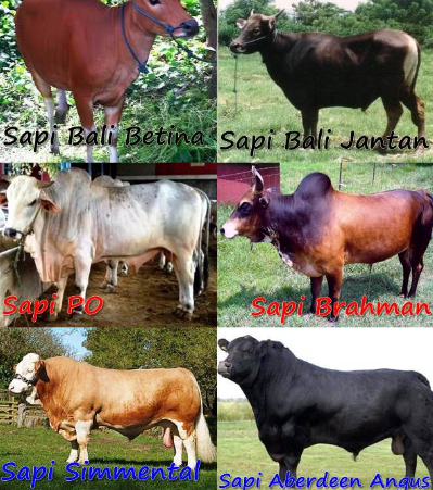 Cara Mudah Penggemukan Sapi Potong - Ternak135 - Info Perternakan dan ...