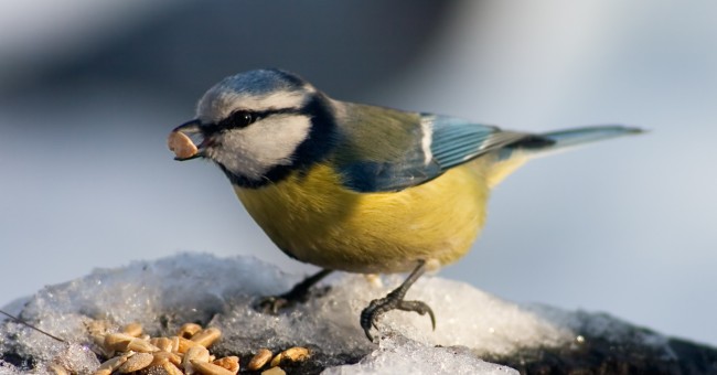 Breuillet Nature: Les oiseaux en hiver
