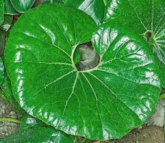 Hoja Reniforme (reniformis) - Botánica integra