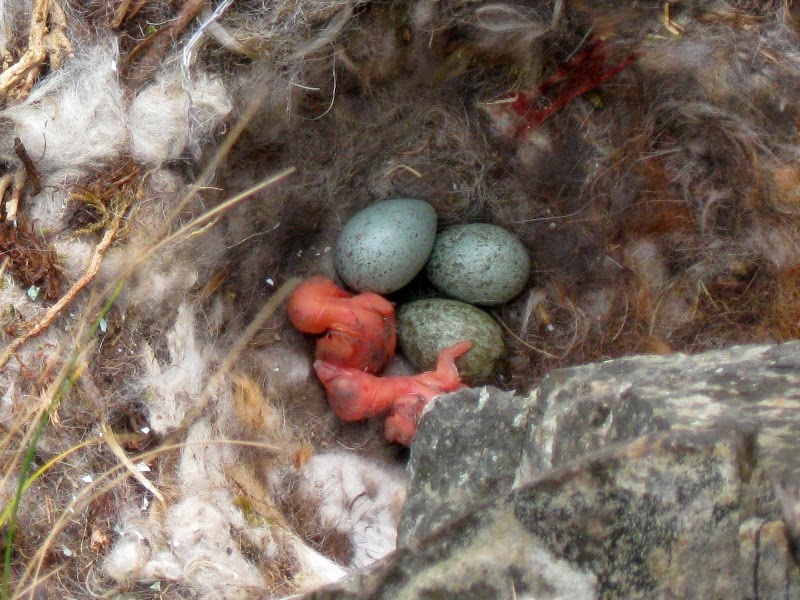 Dermot Breen's Blog: Nesting Ravens Part Two